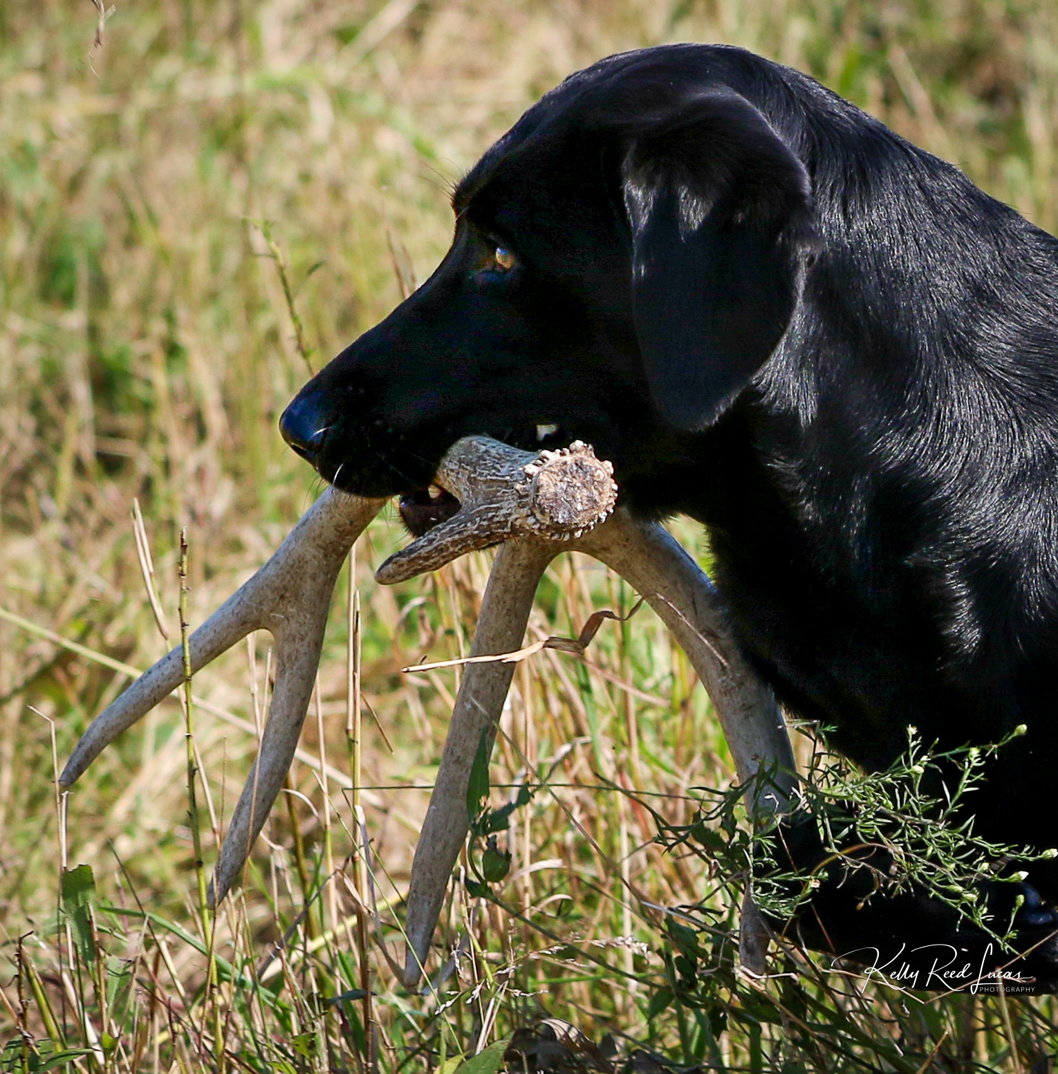 Shed Hunting – Michigan Performance Dog Club